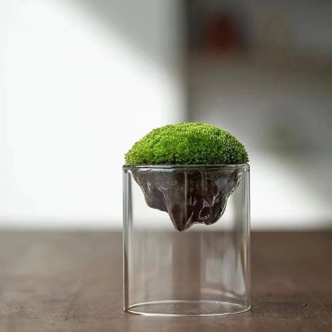 Cushion Moss, Live Moss, Great for Terrariums & Weddings and Other ...