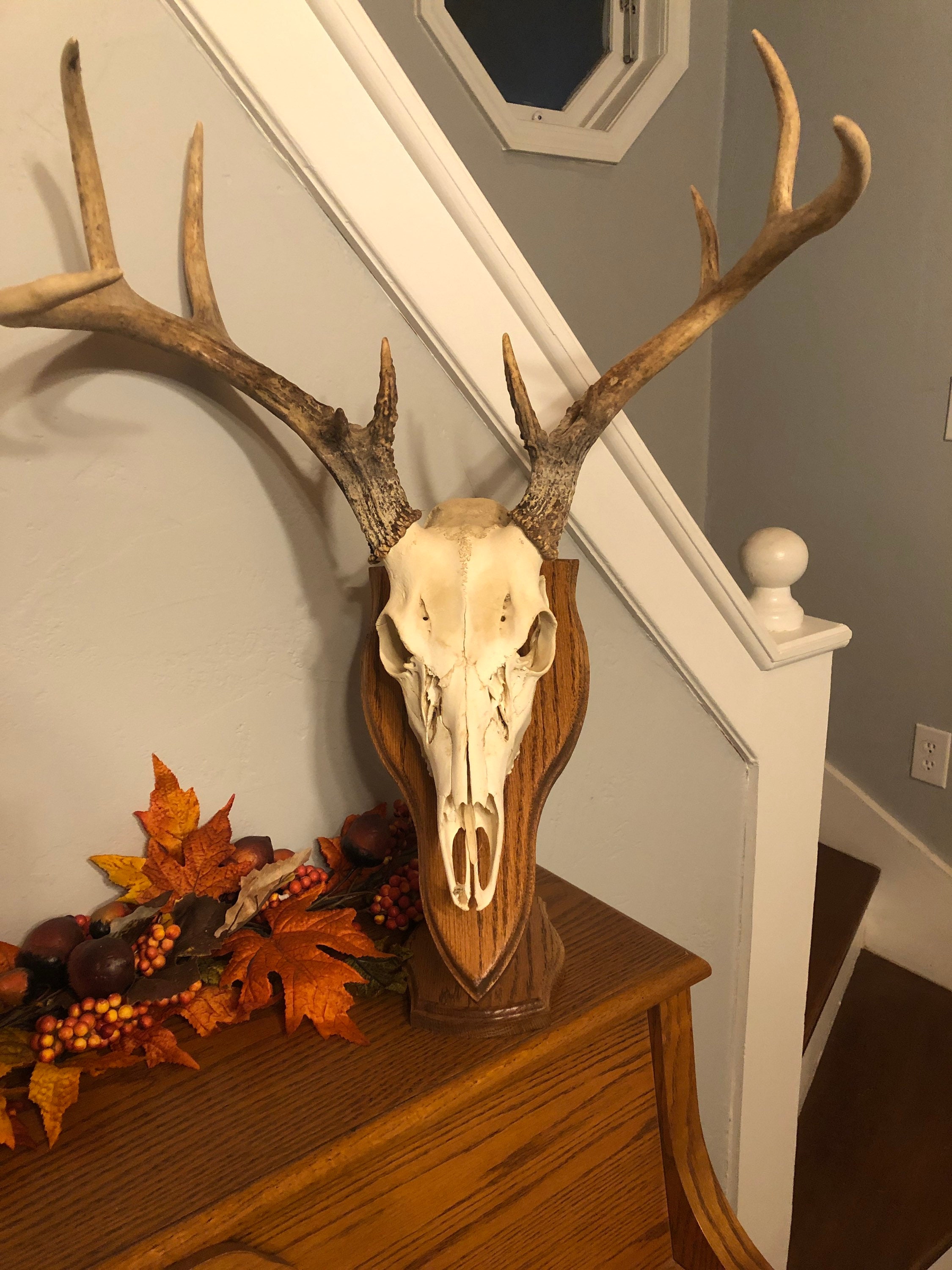 European Mount Deer Skull Pedestal Plaque Wall/table Combo - Etsy