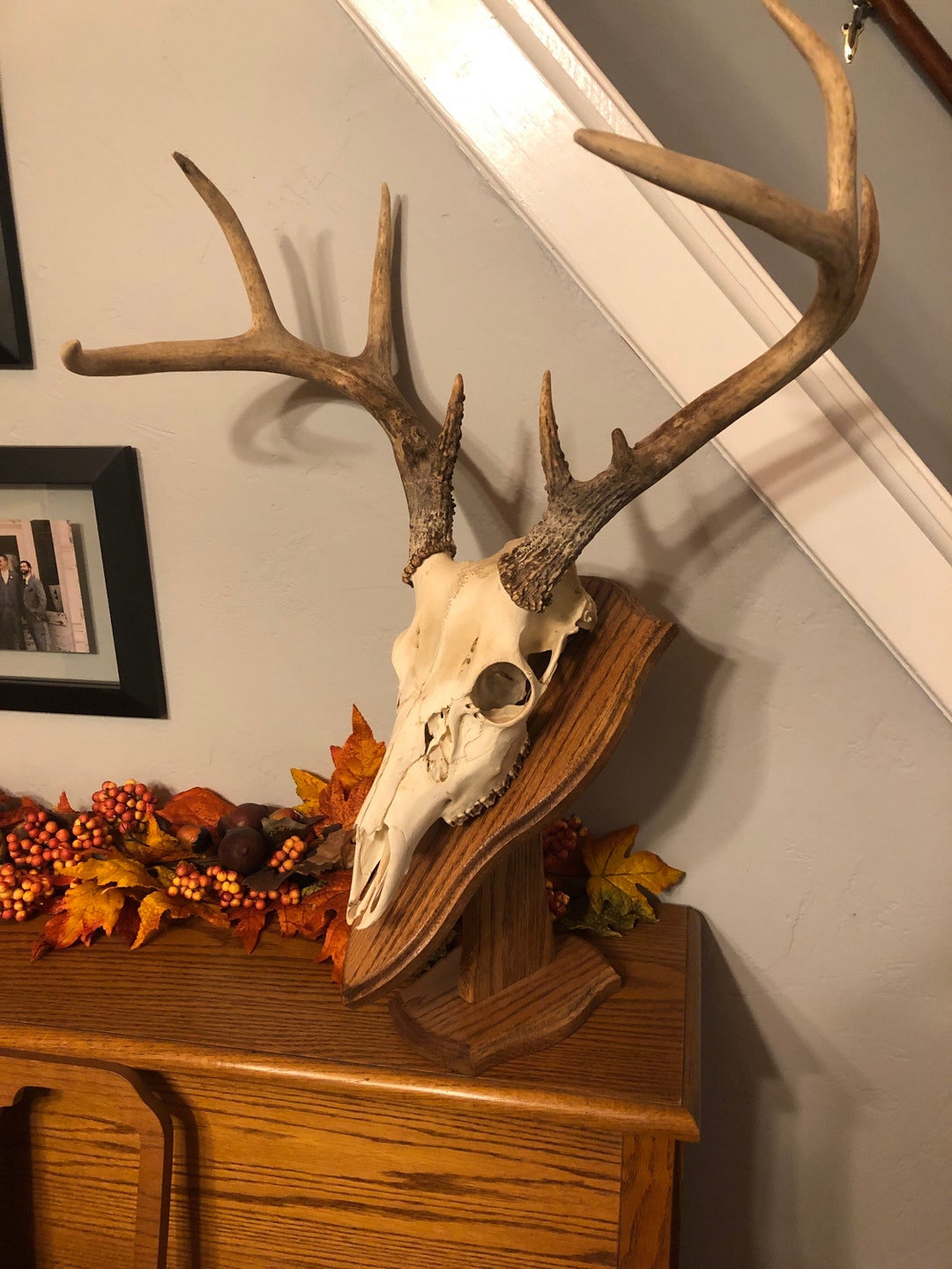 European Mount Deer Skull Pedestal Plaque Wall/table Combo - Etsy