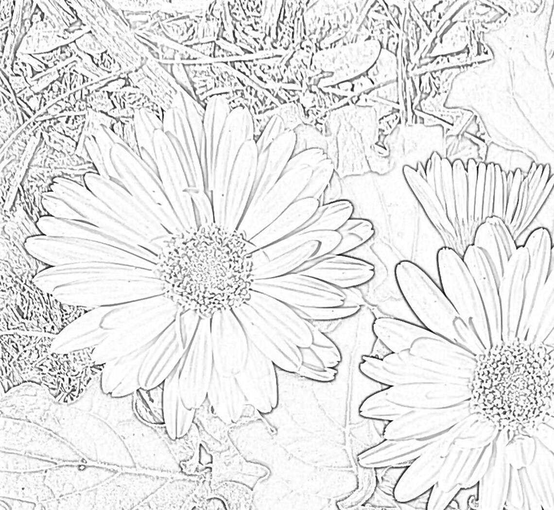 5 Pack | Negative Space Flower Coloring Pages | Adult Coloring for ...