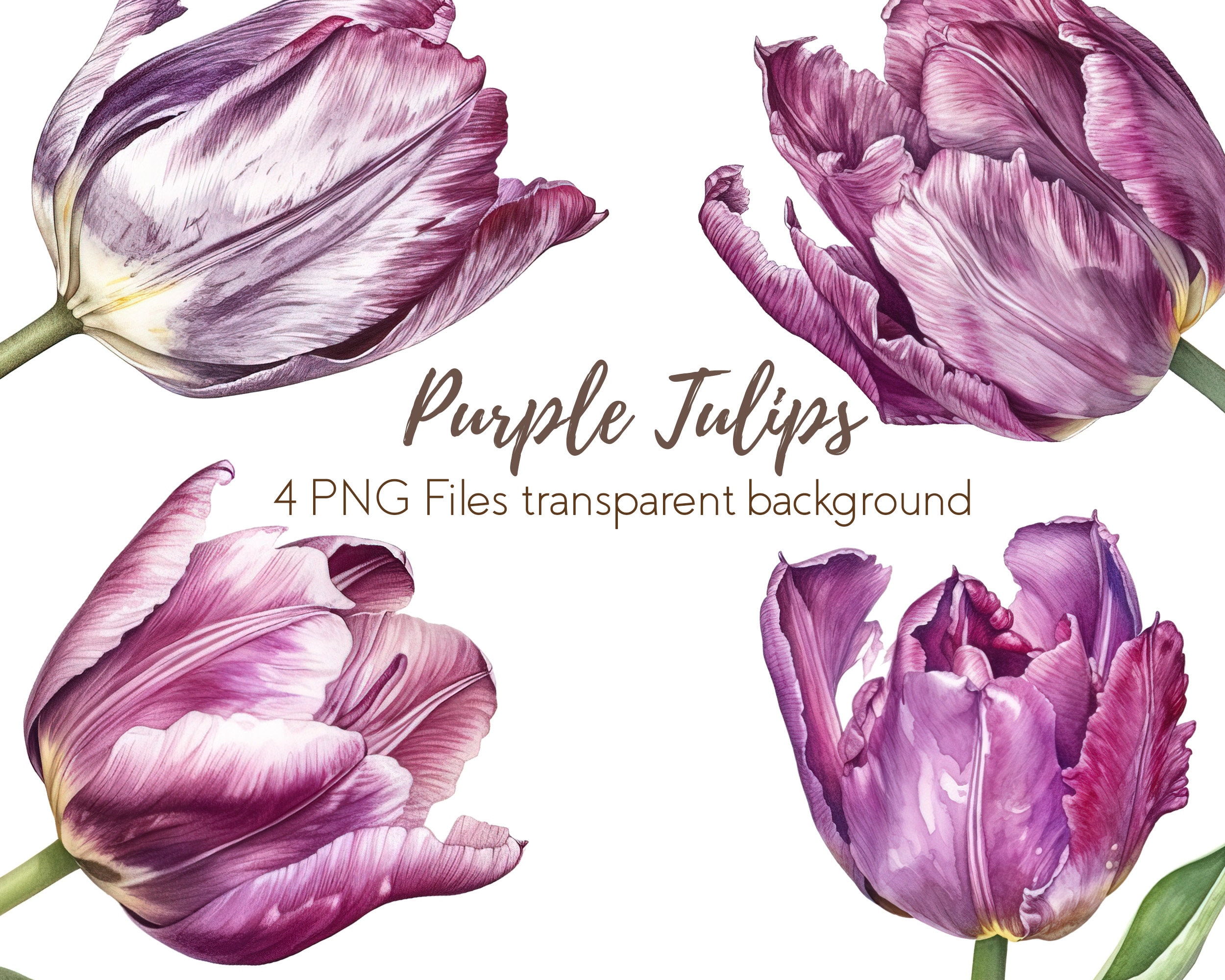 Purple Tulip Clipart