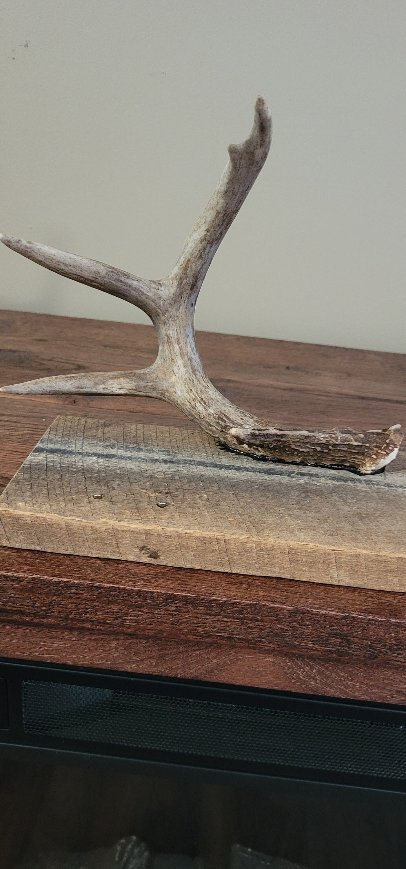 Whitetail Deer Antler Pocket Knife Display Case Knife or Others - Etsy