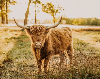 Highland Cow Photography, Mini Cow Photography, Western, Boho, Country ...
