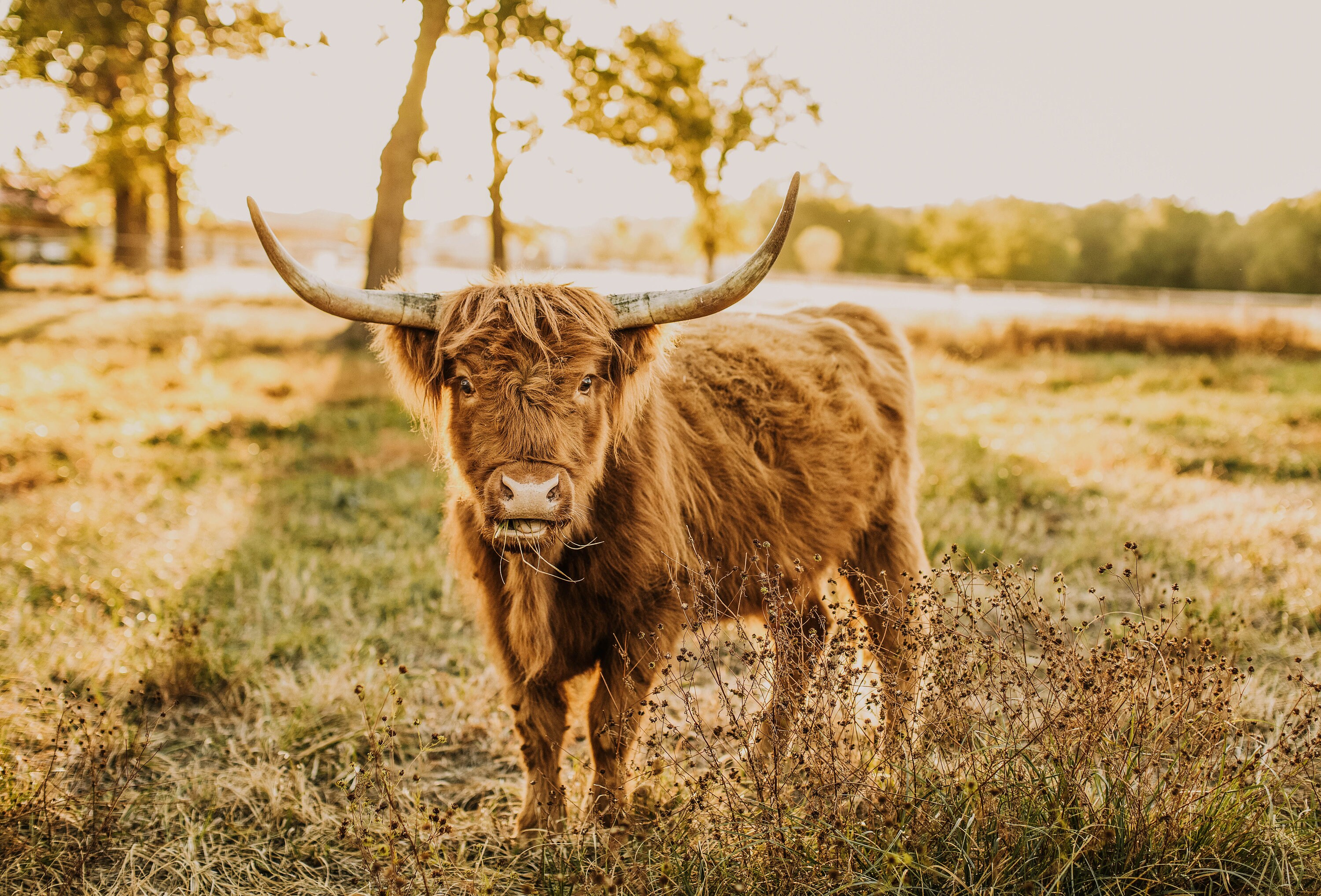 Mini Cow Photography, Highland Cows, Western Photography, Boho ...