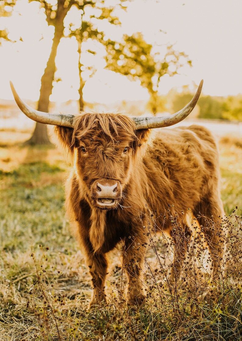 Highland Cow Photography, Western Photography, Cattle Photography, Cows ...