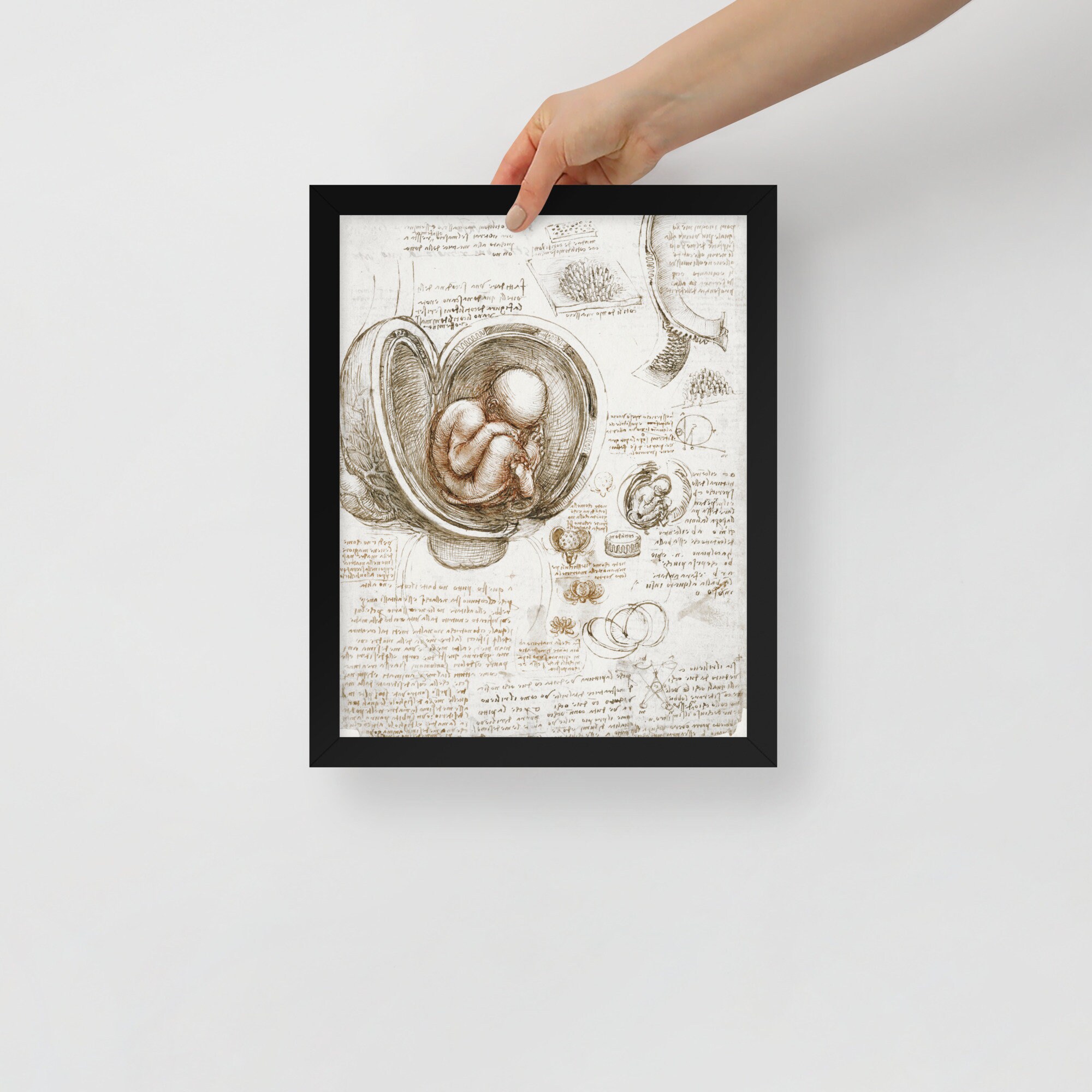Leonardo Da Vinci's Embryological Drawings of the Fetus in Womb, Framed ...