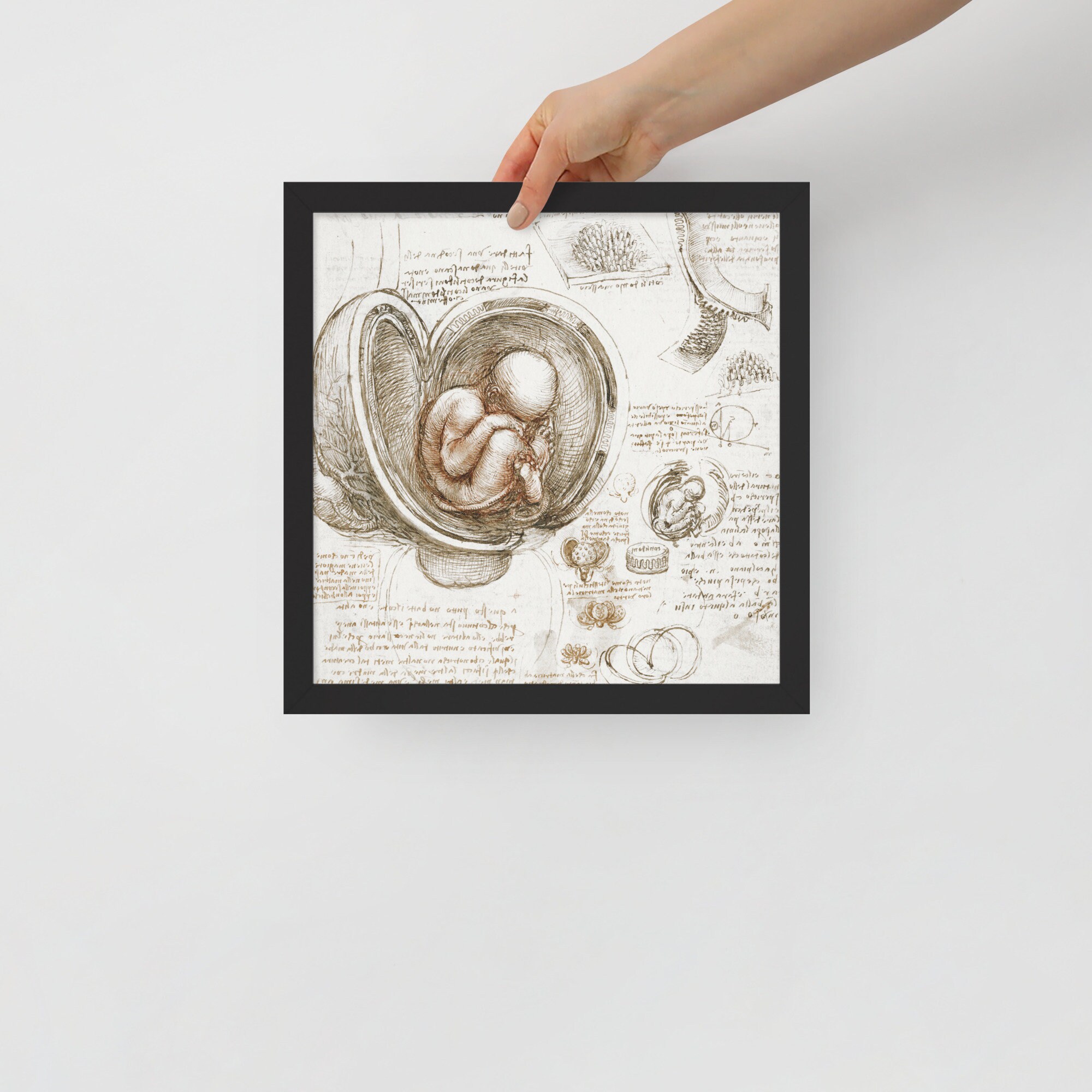 Leonardo Da Vinci's Embryological Drawings of the Fetus in Womb, Framed ...