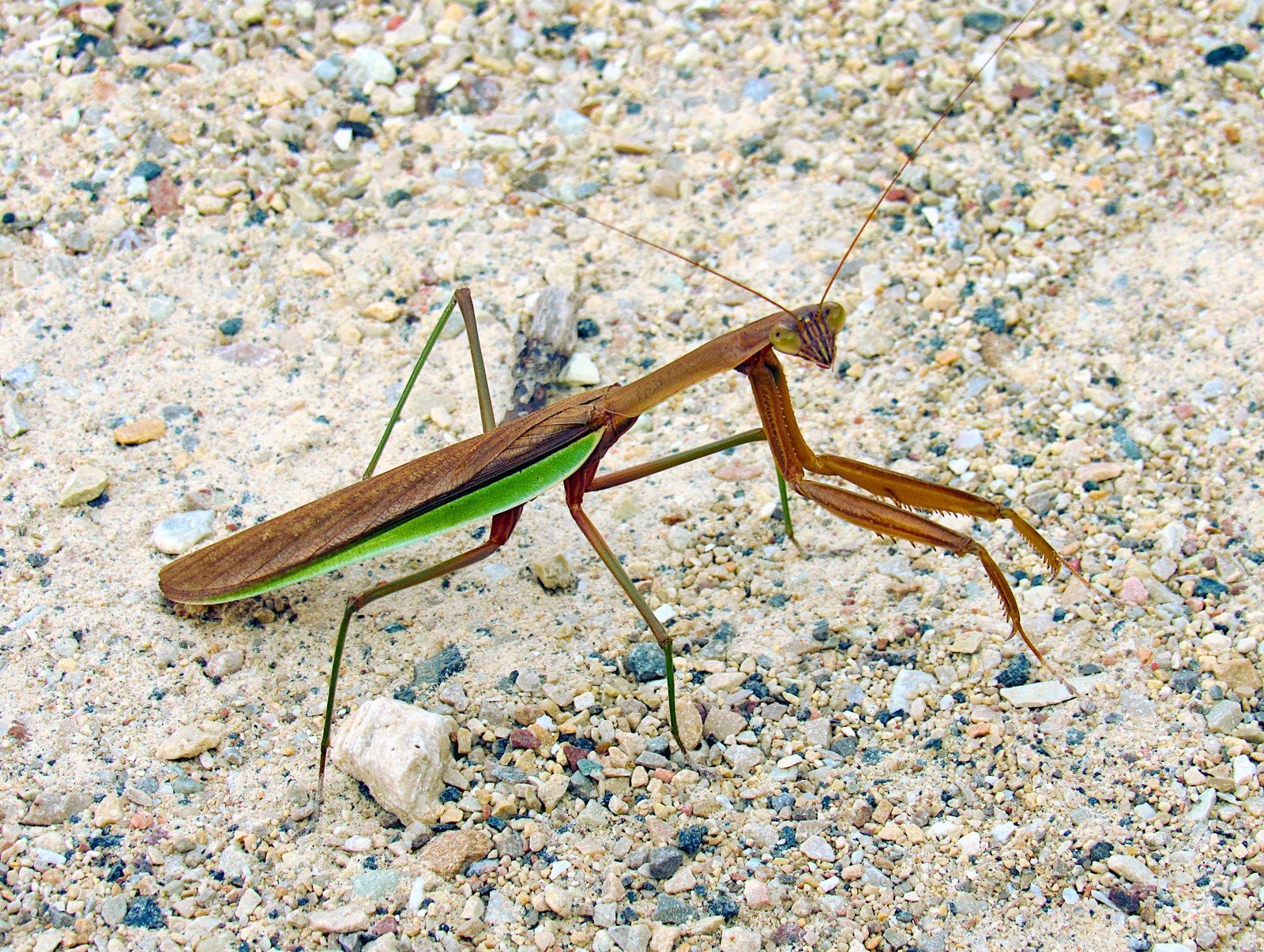 Praying Mantis Printable Wall Art - Etsy