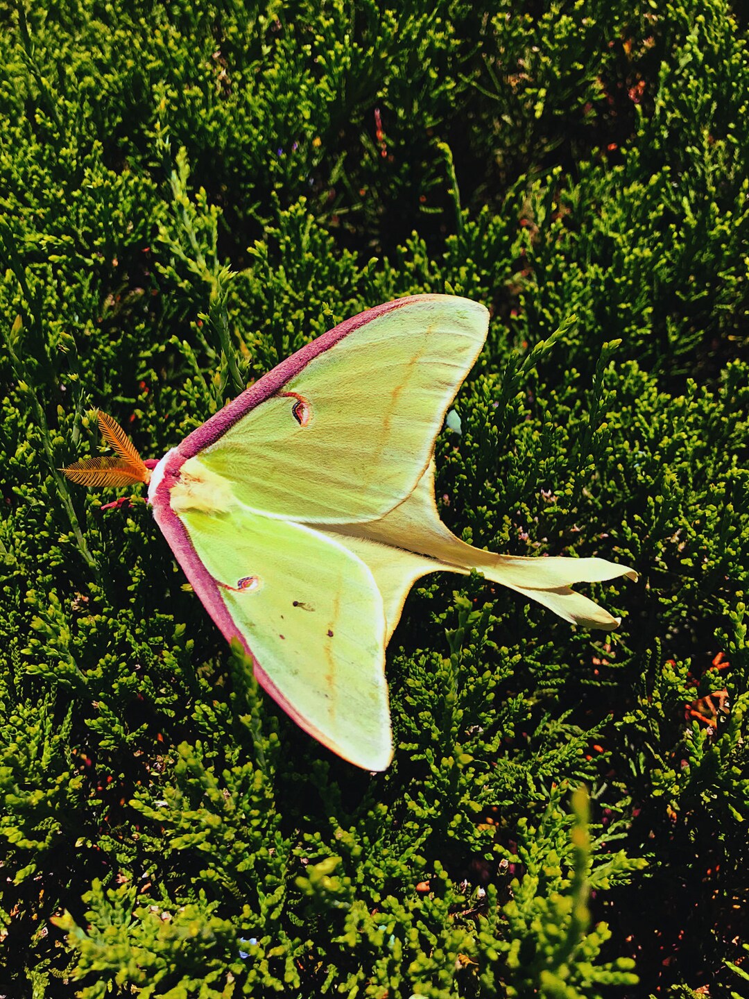 Luna Moth Printable Wall Art - Etsy