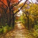 Forest Path Printable Wall Art - Etsy