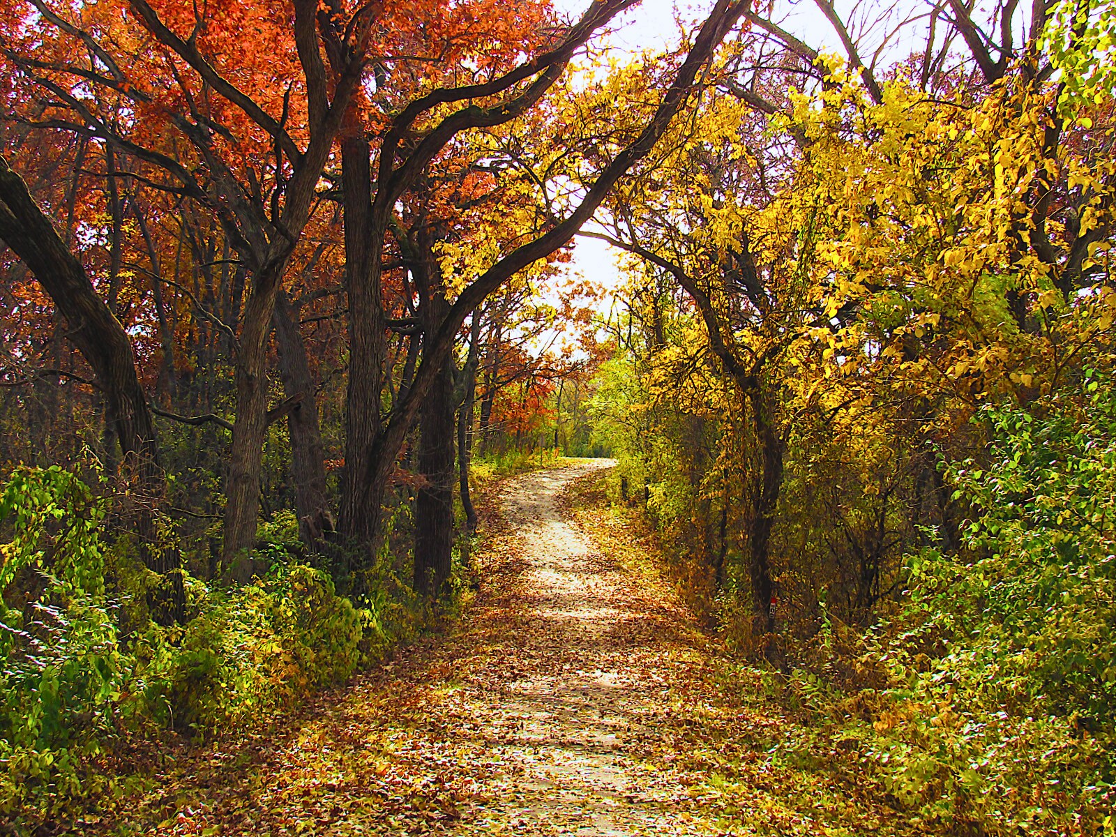 Forest Path Printable Wall Art - Etsy