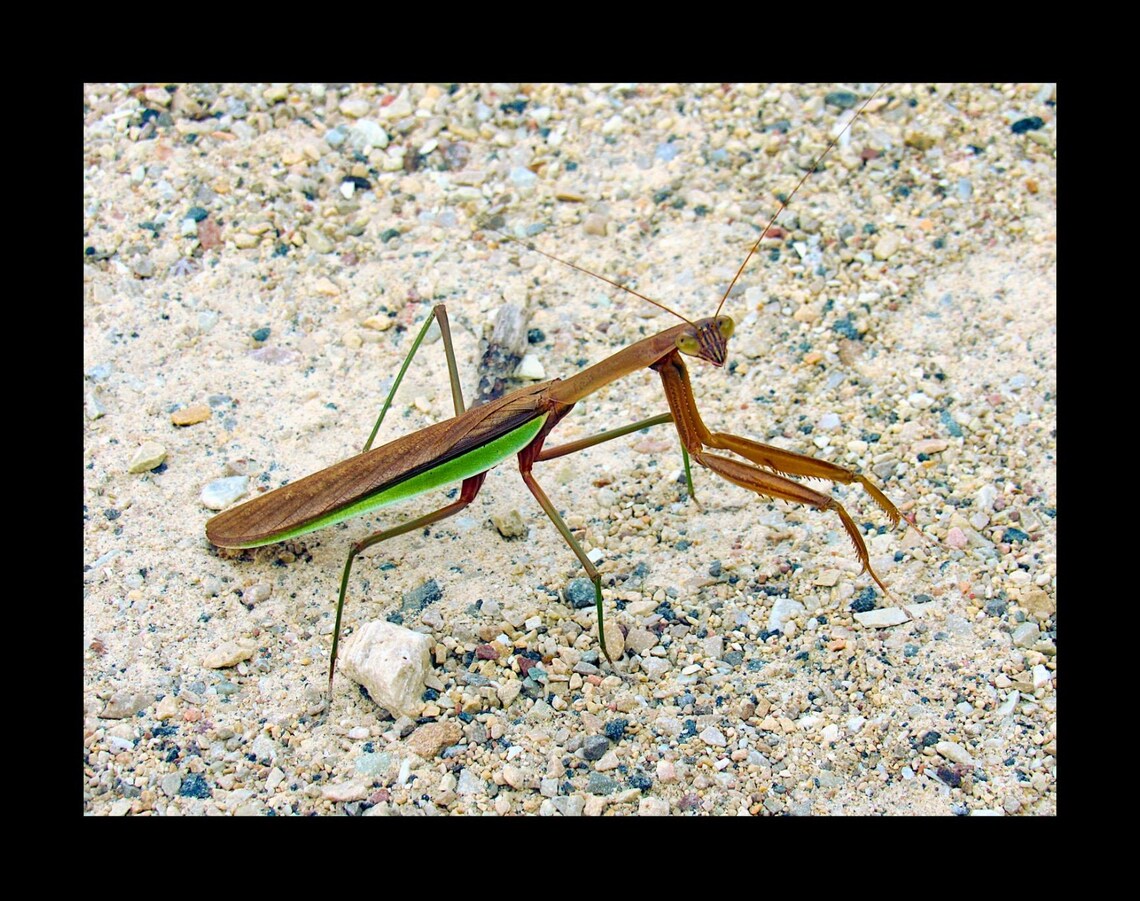 Praying Mantis Printable Wall Art - Etsy