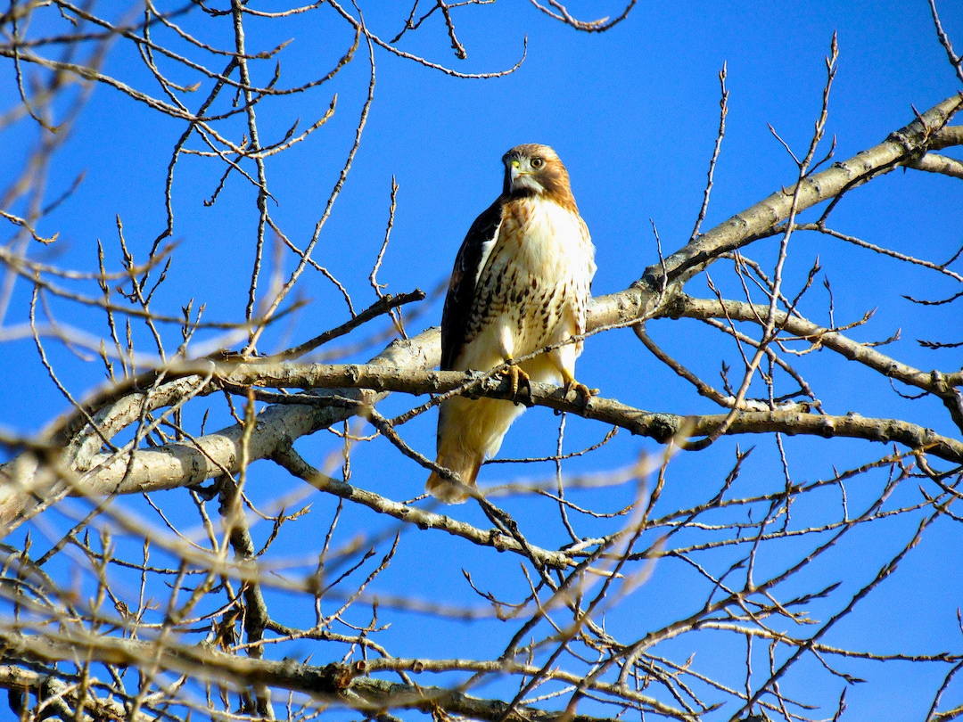 Hawk Printable Wall Art - Etsy