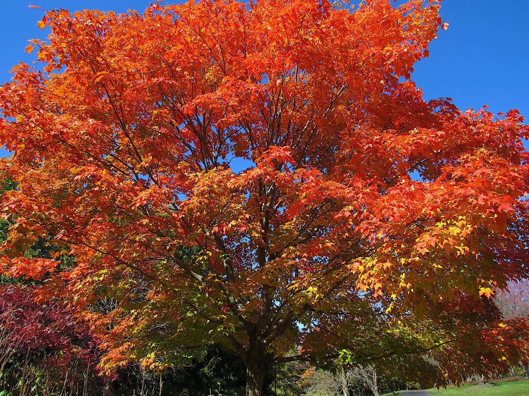 Tree Printable Wall Art - Etsy