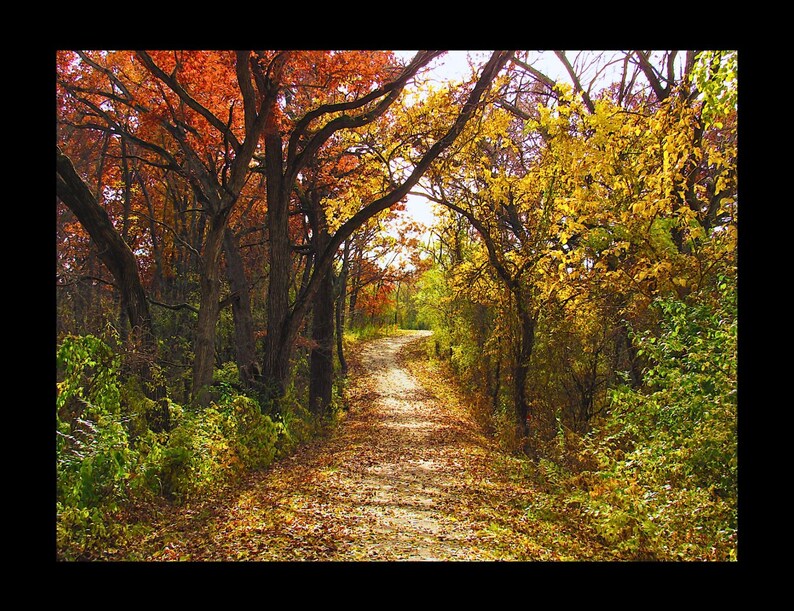 Forest Path Printable Wall Art - Etsy