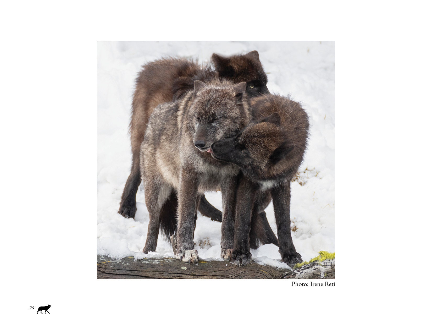 Wolves Across the River: A Yellowstone Journey - Etsy