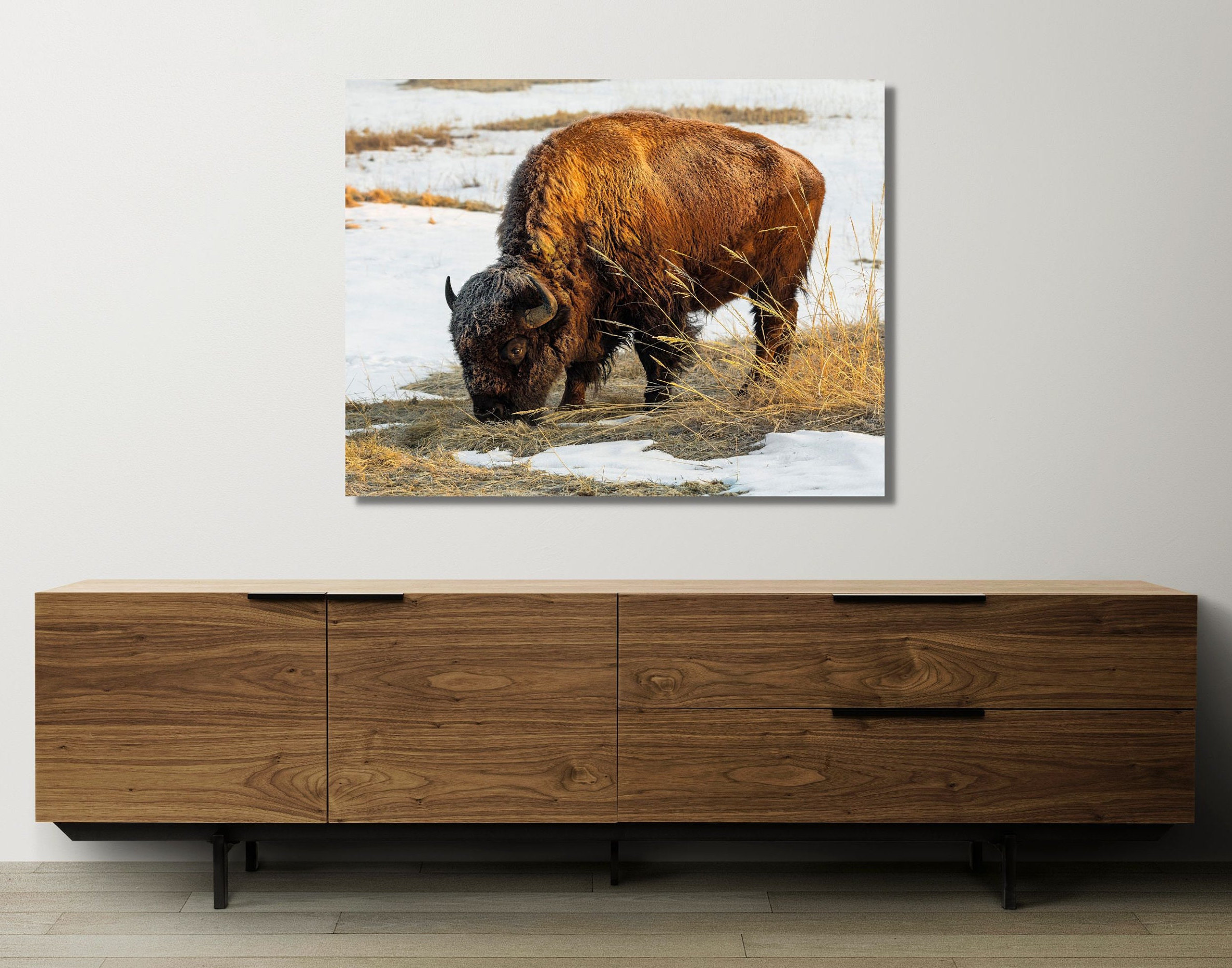 Buffalo Sunrise Photo: American Bison in Winter Landscape - Etsy