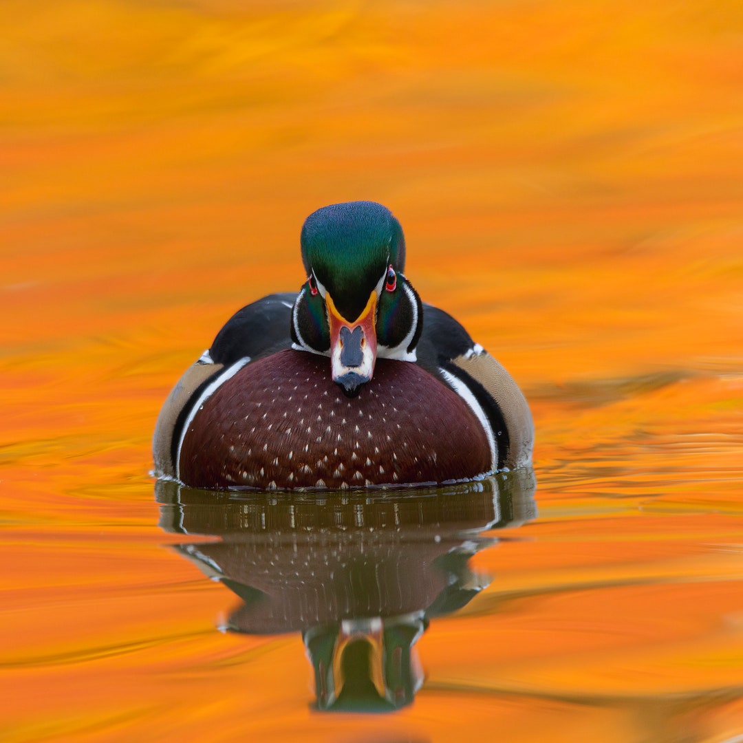 Wood Duck Portrait: Wildlife Photograph, Fall Colors - Etsy
