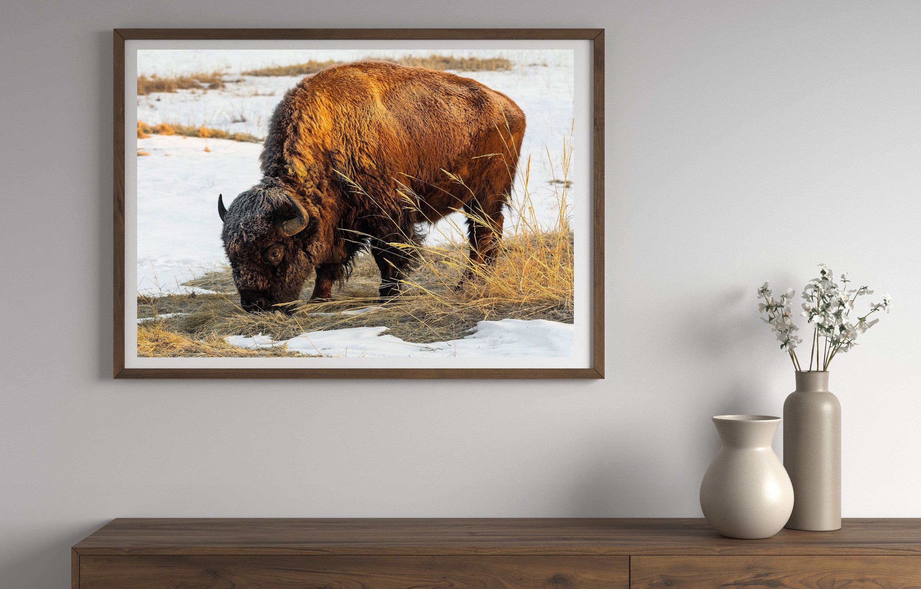 Buffalo Sunrise Photo: American Bison in Winter Landscape - Etsy