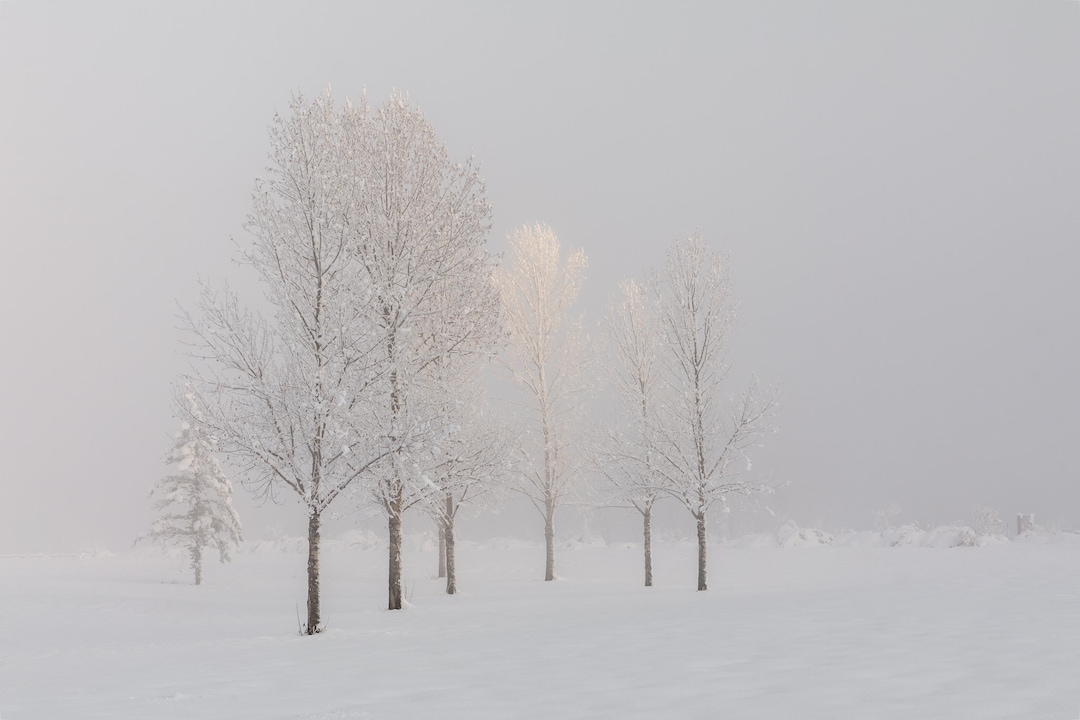 Winter Fine Art, Trees in Winter, Snow Solitude, Photography Prints ...