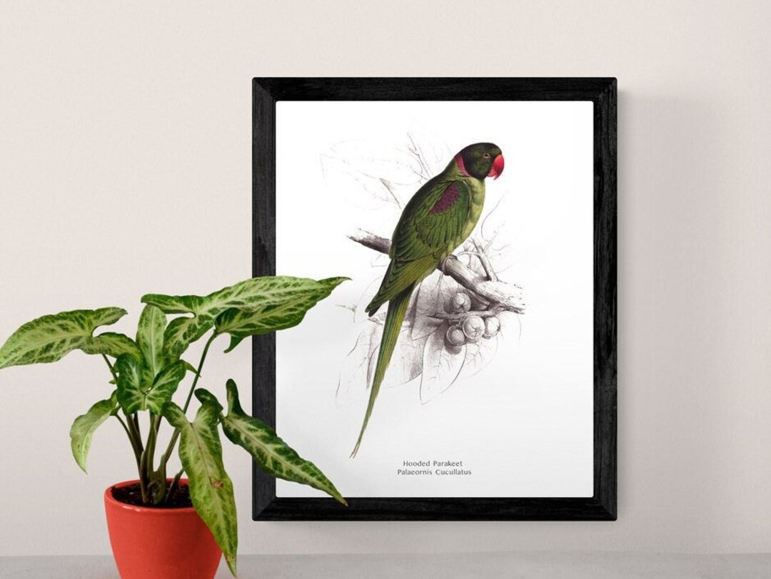 Hooded Parakeet Parrot Printable Poster Wall Art Parrot Prints Vintage ...