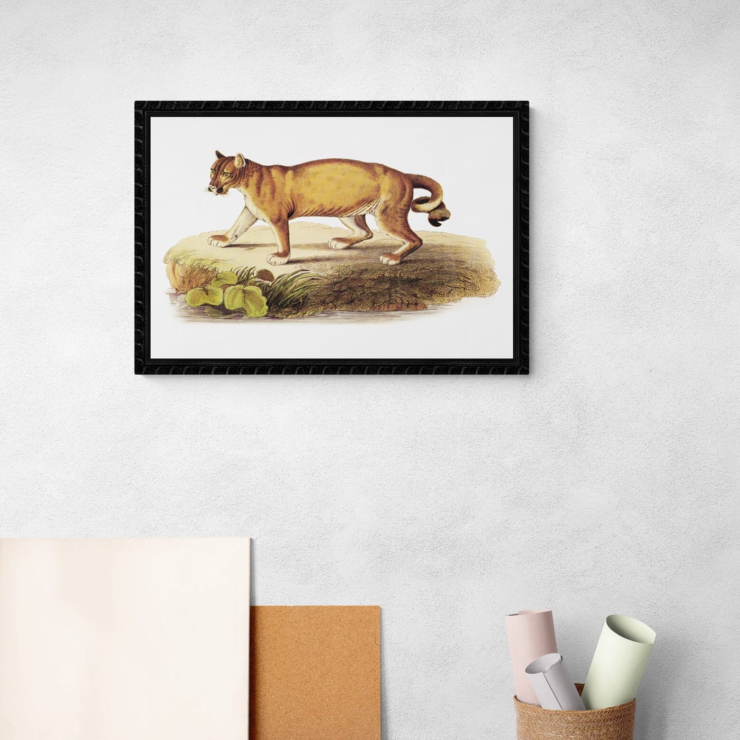 Puma, Animal Prints, Illustration of Animals, Mammals, Home Wall Art ...