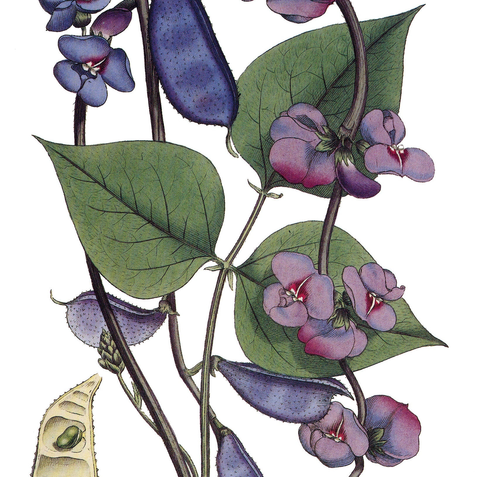 Black Seeded Kidney Bean, Printable Flower Market, Botanic Flowers ...