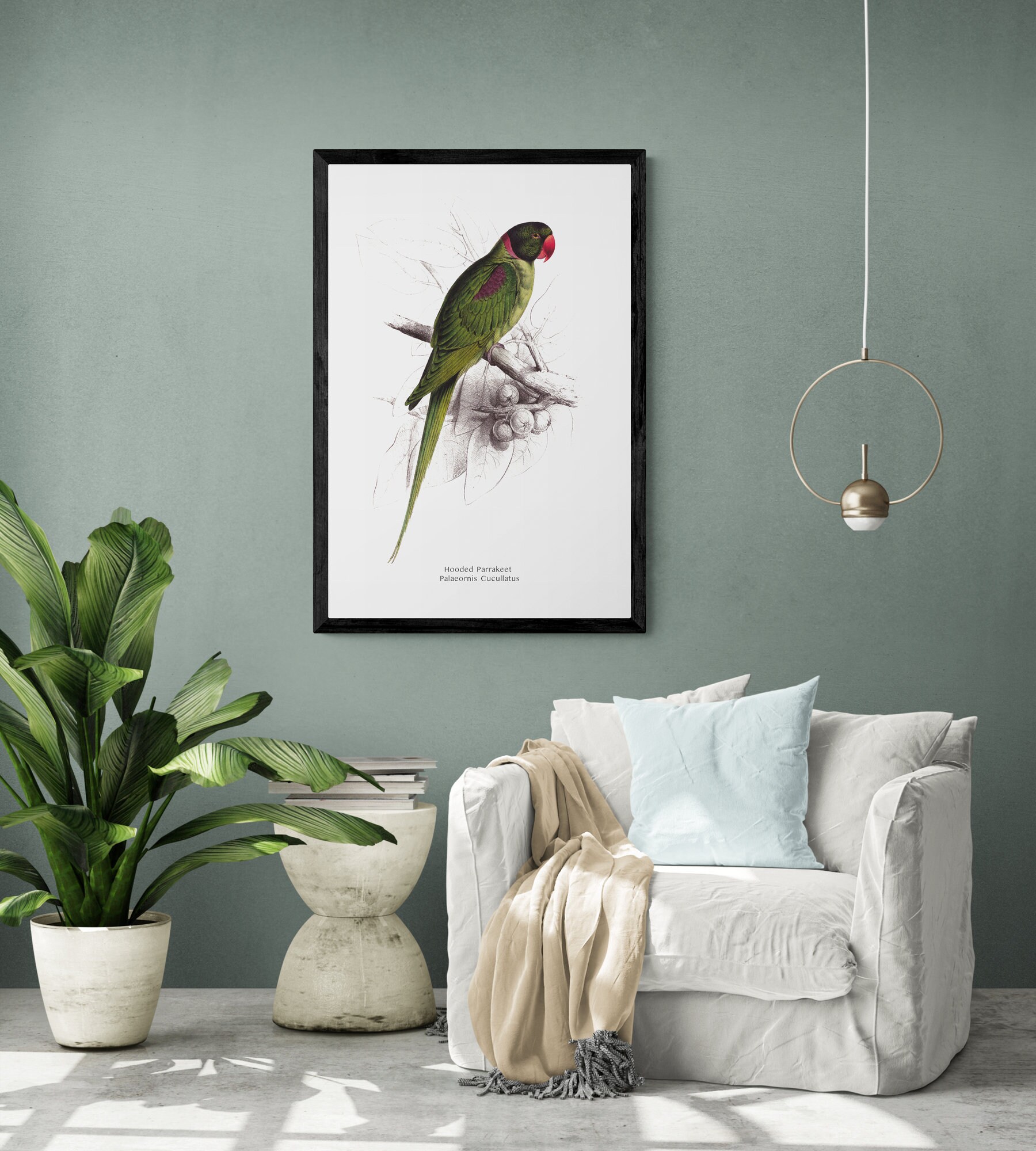 Hooded Parakeet Parrot Printable Poster Wall Art Parrot Prints Vintage ...