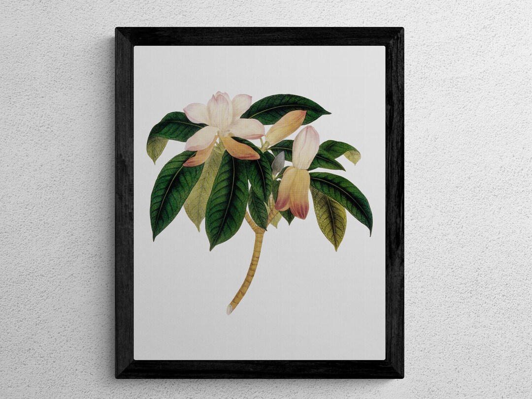 Magnolia, Printable Flower Print, Botanic Flowers Poster, Vintage ...