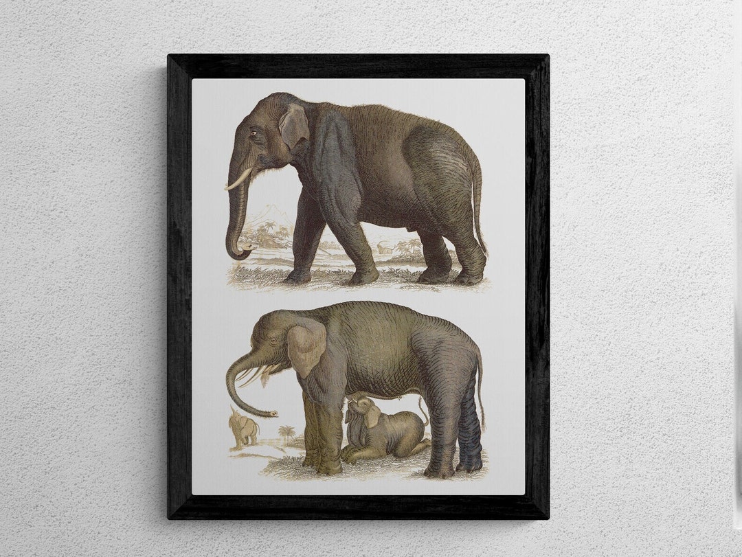 Elephants, Animal Prints, Milne and Turvey, Illustration of Animals ...