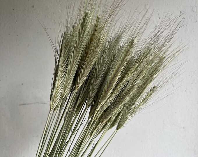 Naturally Dried Rye Wheat - Dried Grasses, Dried Wheat - Rustic Decor ...