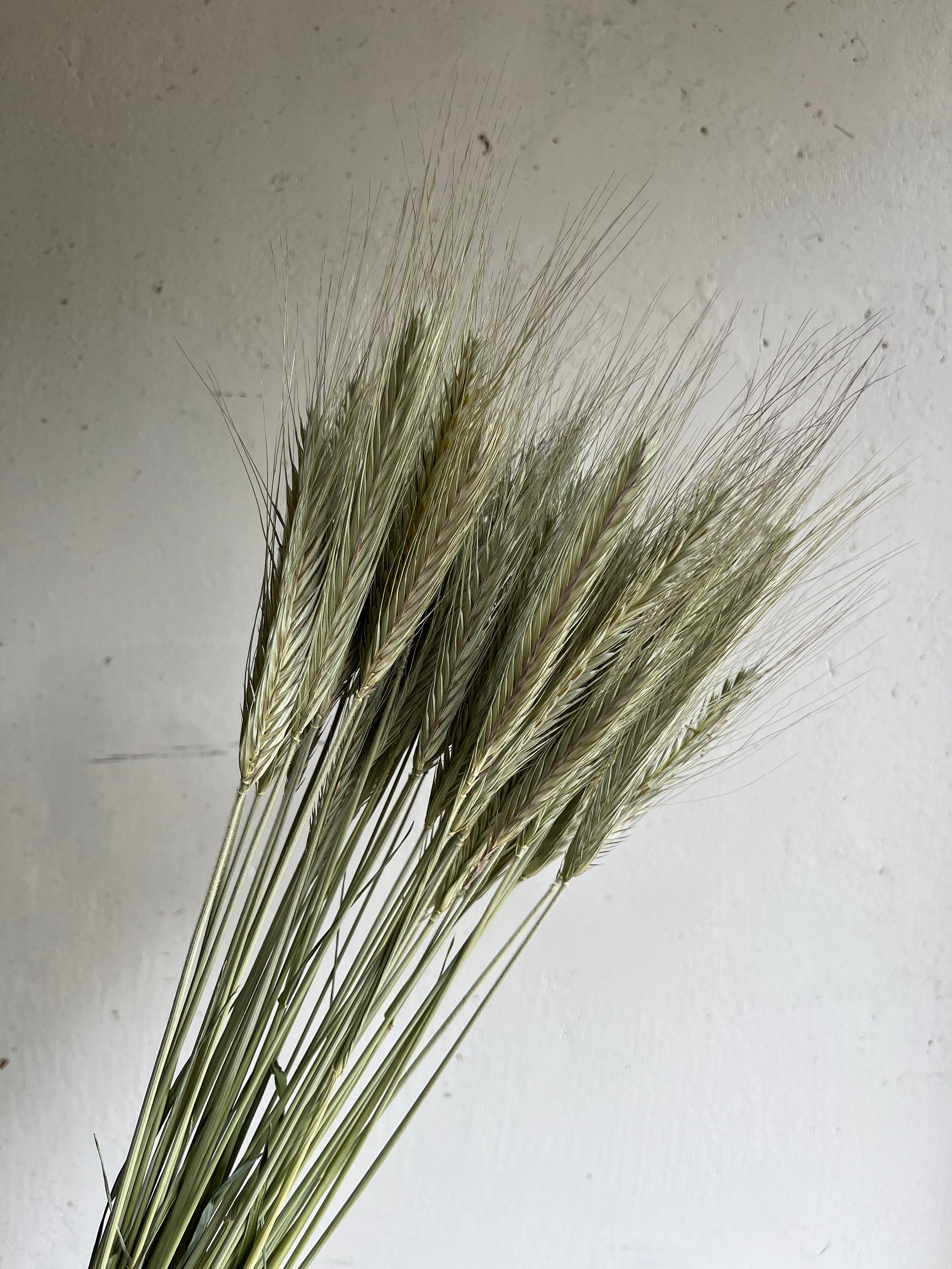 Naturally Dried Rye Wheat Dried Grasses, Dried Wheat Rustic Decor - Etsy