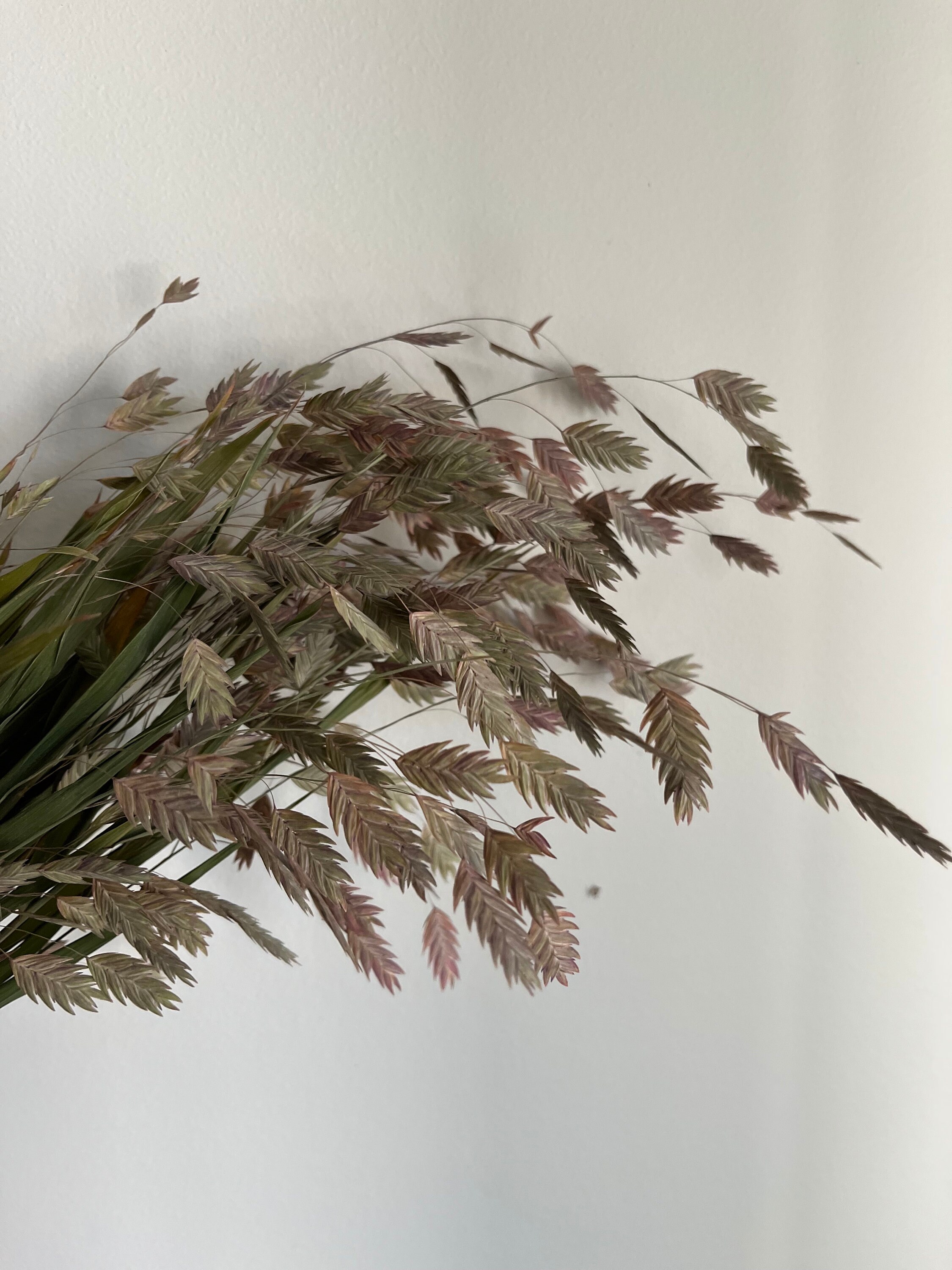 Naturally Dried Northern Sea Oats Chasmanthium Latifolium River Oats ...