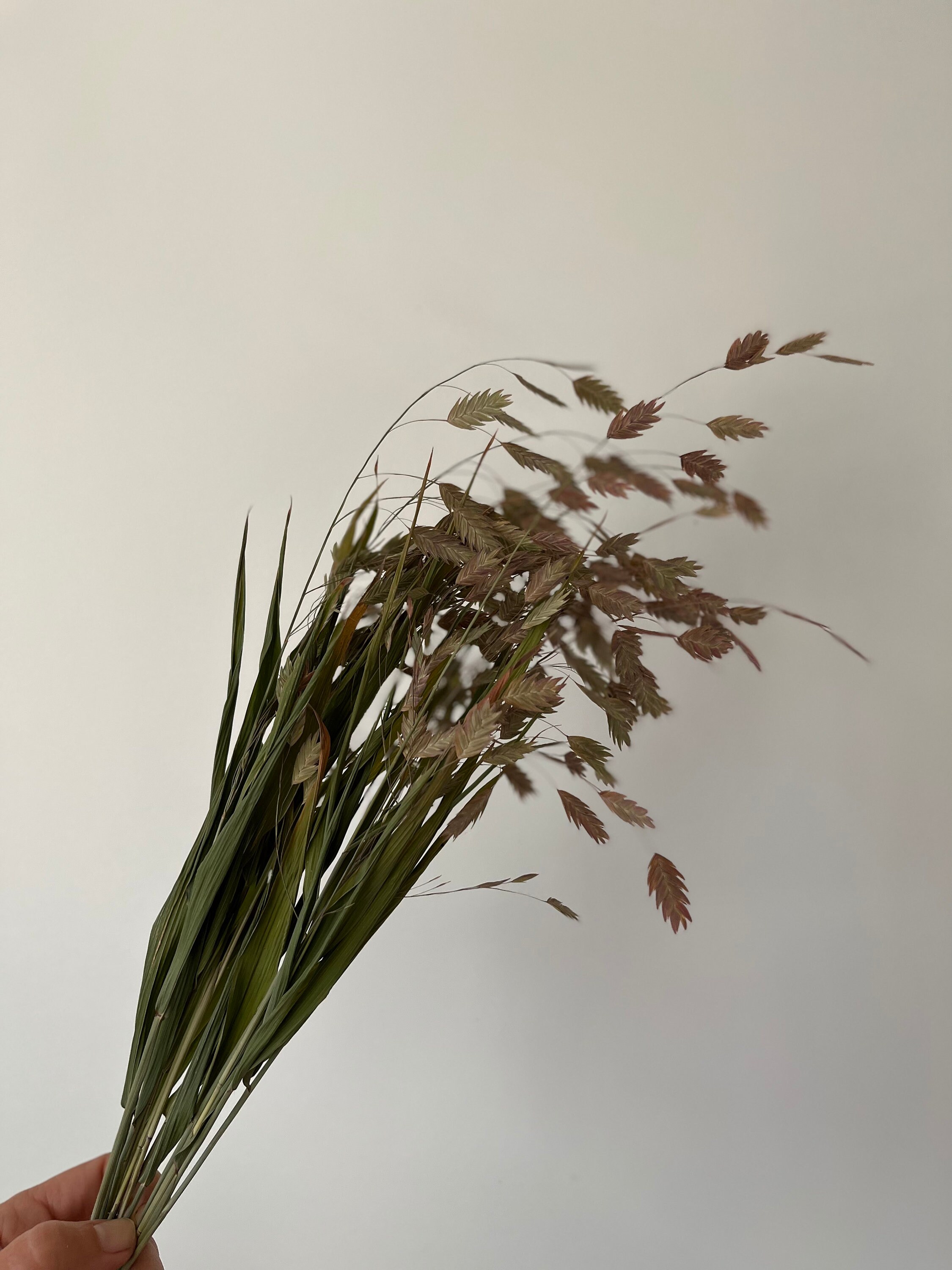 Naturally Dried Northern Sea Oats Chasmanthium Latifolium River Oats ...