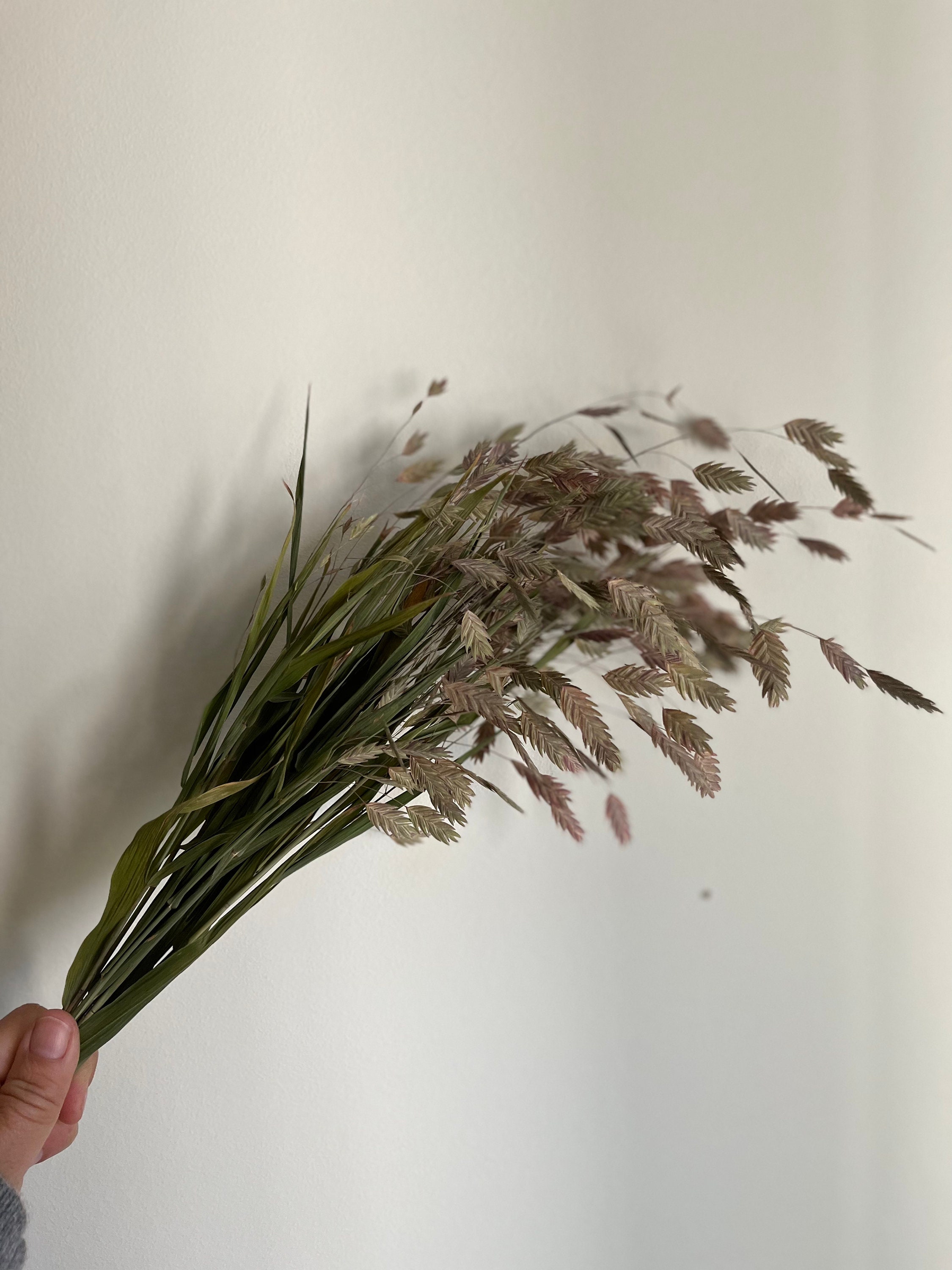 Naturally Dried Northern Sea Oats Chasmanthium Latifolium River Oats ...