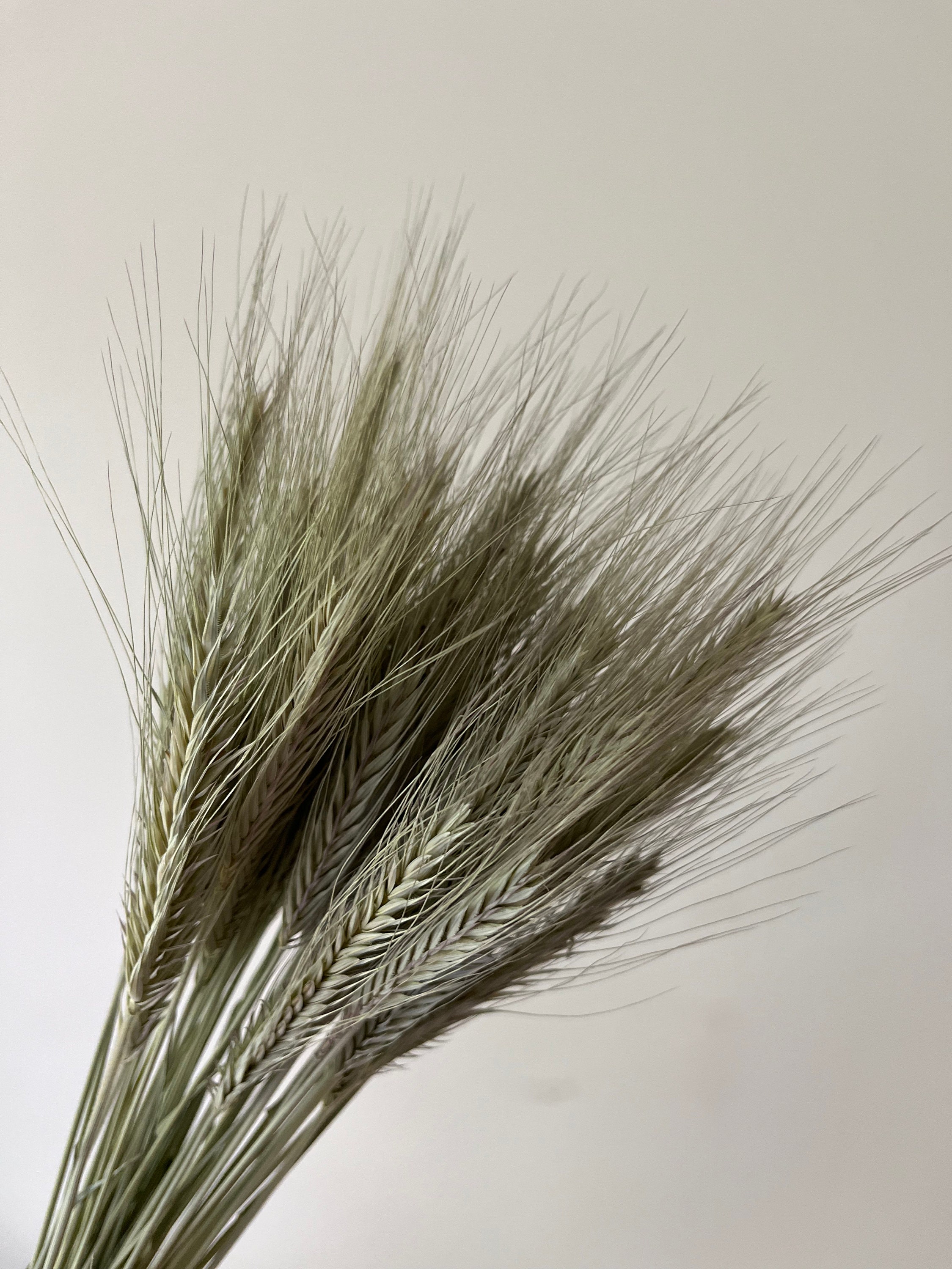 Naturally Dried Rye Wheat Dried Grasses, Dried Wheat Rustic Decor - Etsy