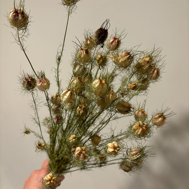 Dried Seed Pods - Etsy