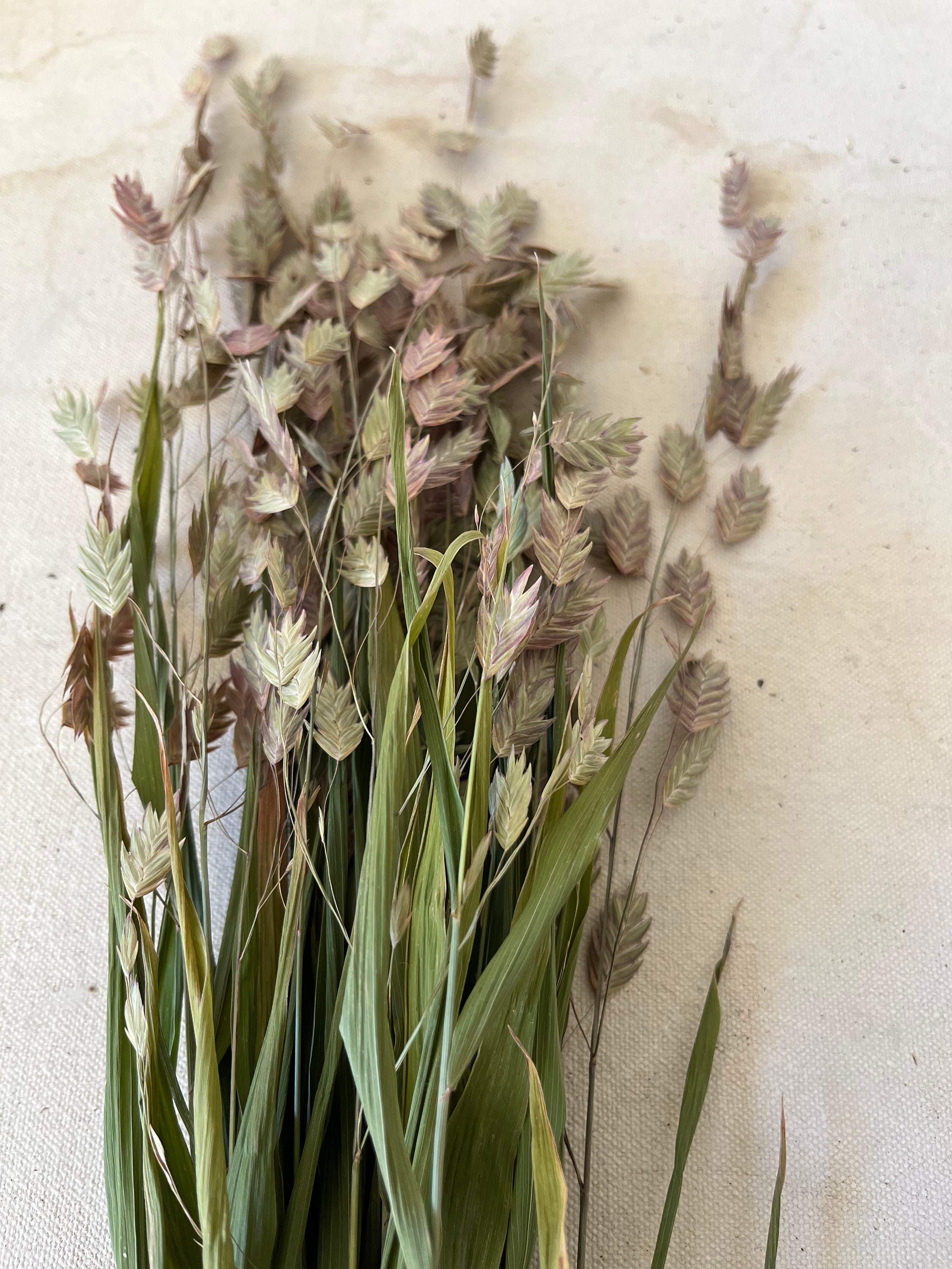 Naturally Dried Northern Sea Oats Chasmanthium Latifolium River Oats ...