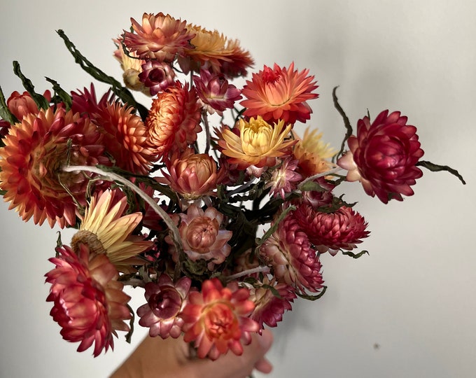 15 Stems of Naturally Dried Peach Strawflowers, Pink Orange ...