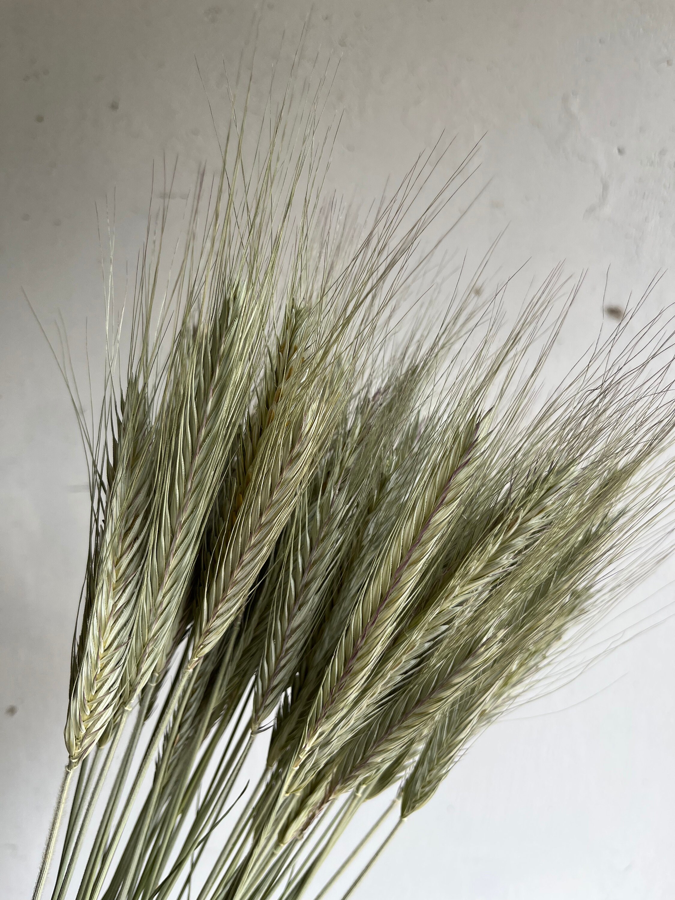 Naturally Dried Rye Wheat Dried Grasses, Dried Wheat Rustic Decor - Etsy