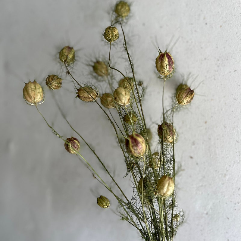Dried Seed Pods - Etsy