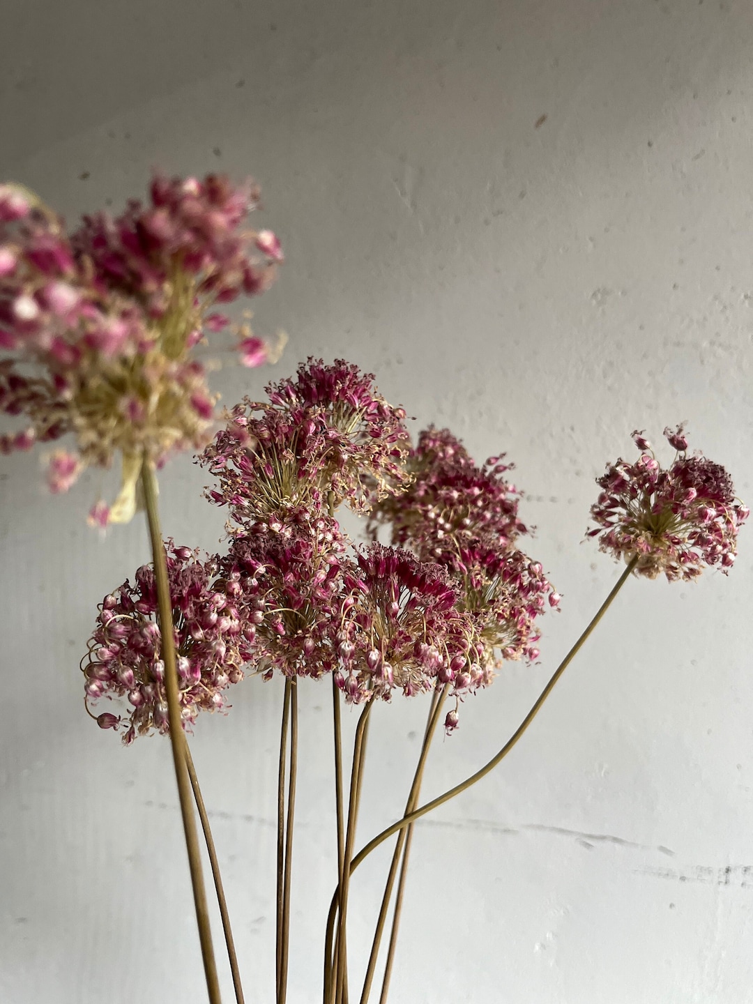Naturally Dried Drumstick Allium Dried Flower Bouquet - Etsy