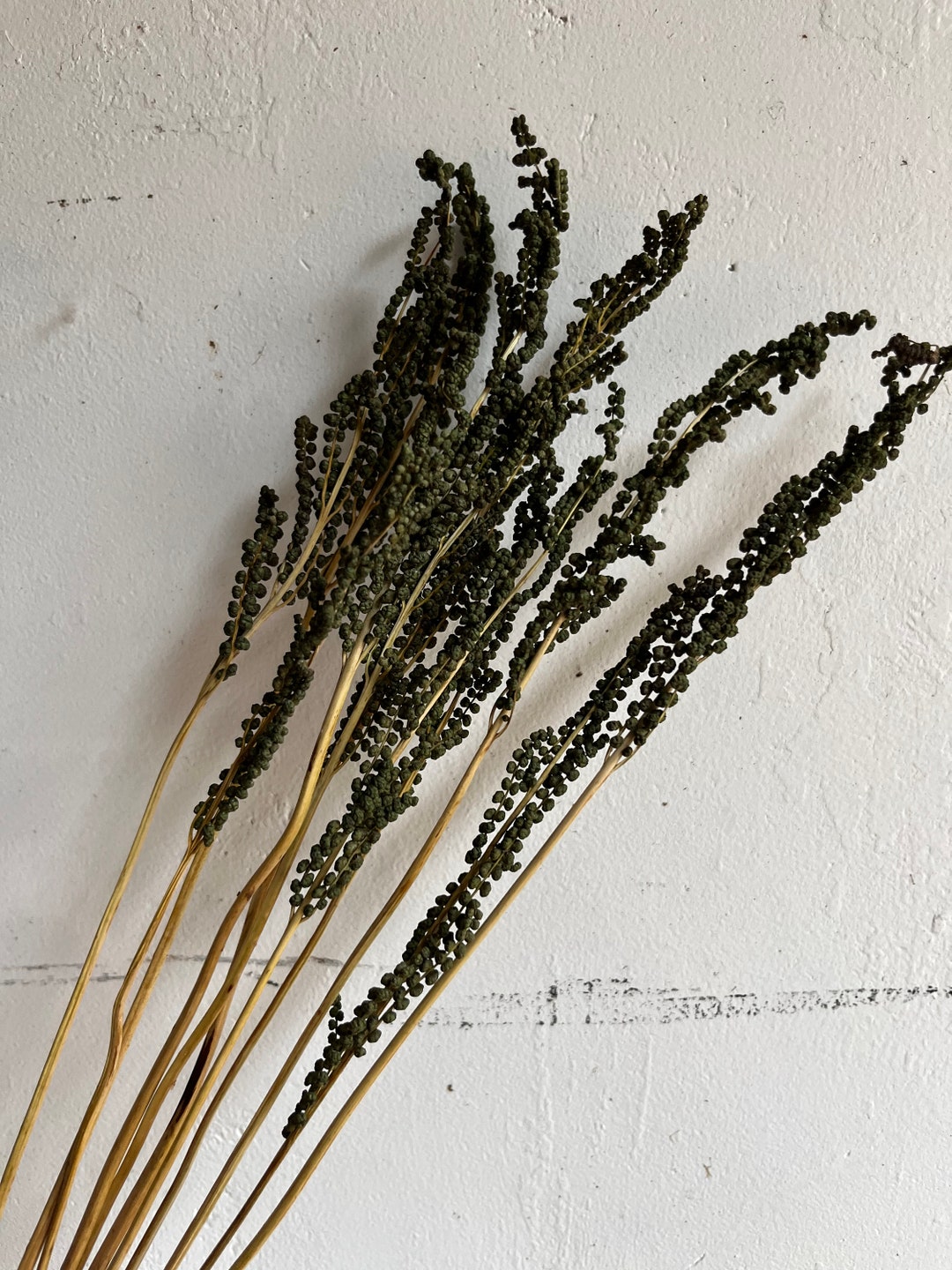 Naturally Dried Fern Seed Pods Dried Pods dried Fern Preserved Seed ...