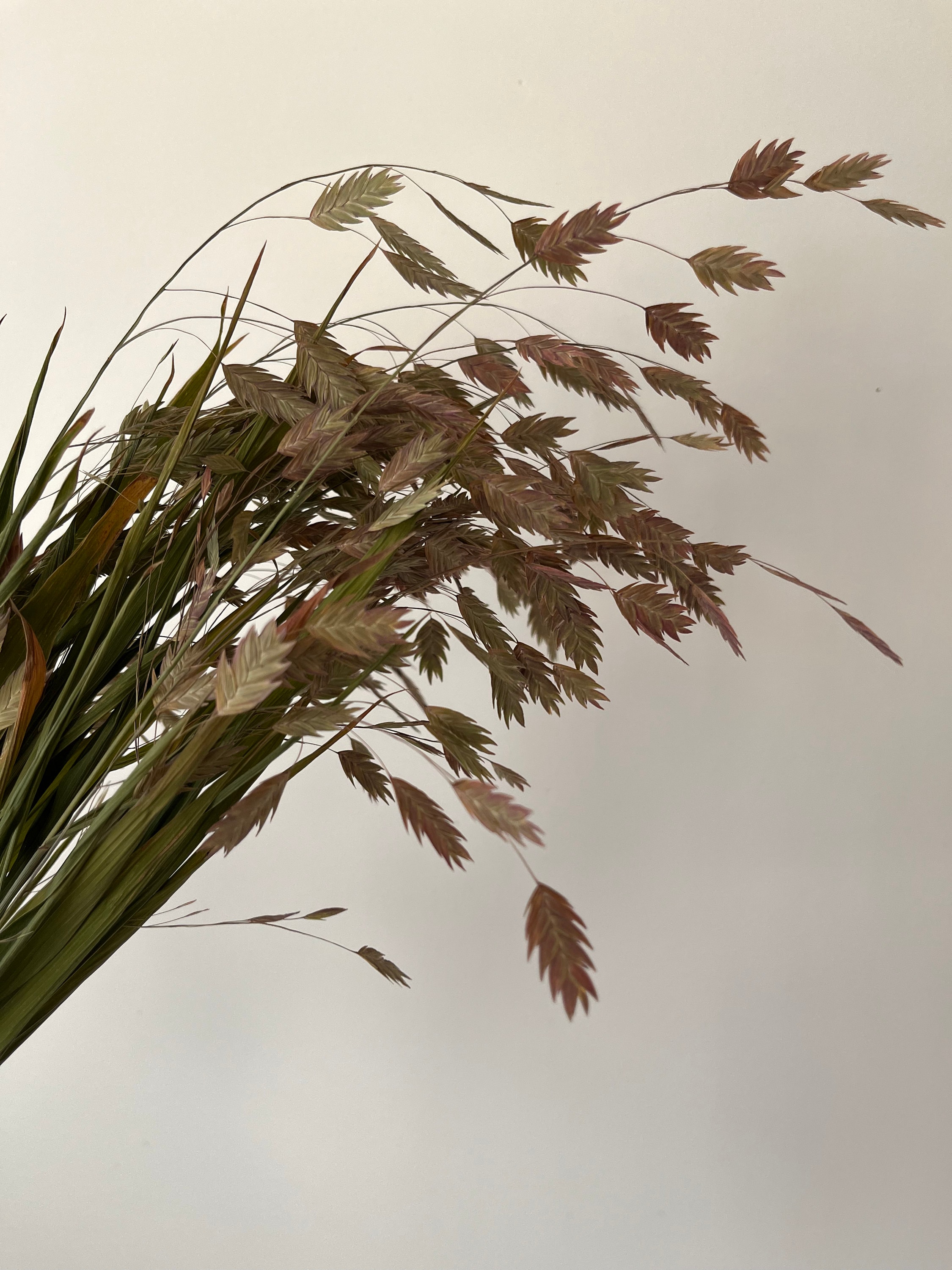 Naturally Dried Northern Sea Oats Chasmanthium Latifolium River Oats ...