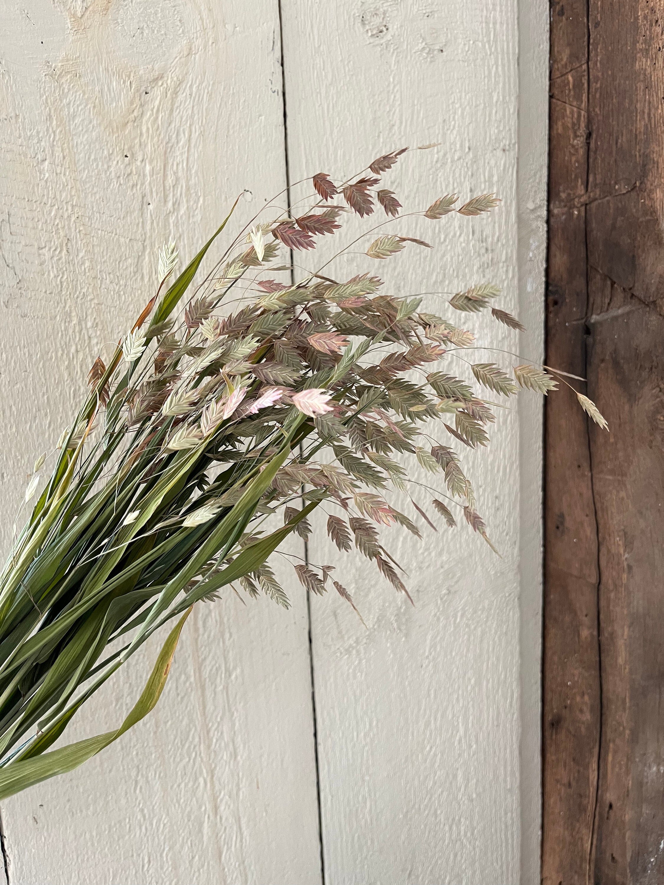 Naturally Dried Northern Sea Oats Chasmanthium Latifolium River Oats ...