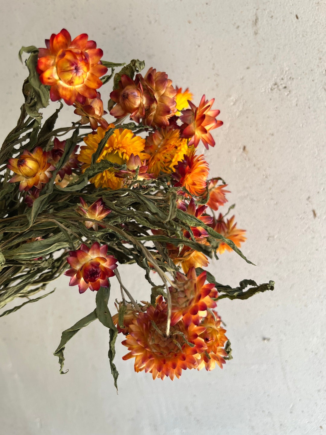 15+ Stems of Naturally Dried King Size Orange Strawflowers - Dried Red ...