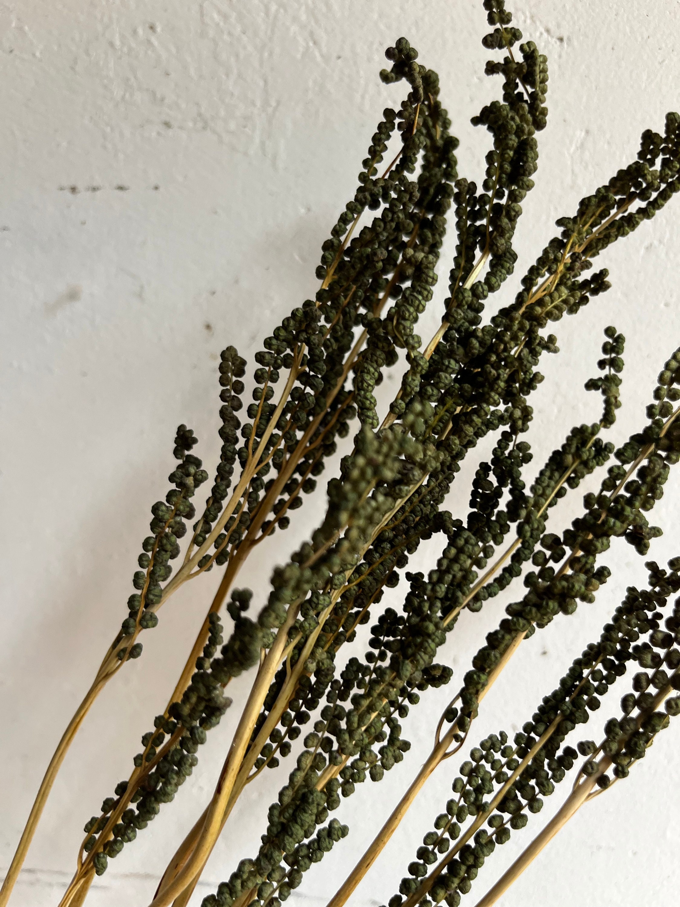 Naturally Dried Fern Seed Pods Dried Pods dried Fern Preserved Seed ...