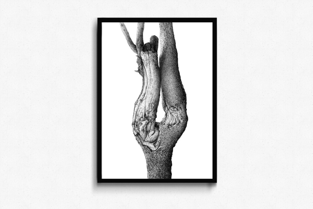 Pine Tree Trunk Wall Art Picture Spruce Bark Handdrawn Graphic Ink ...