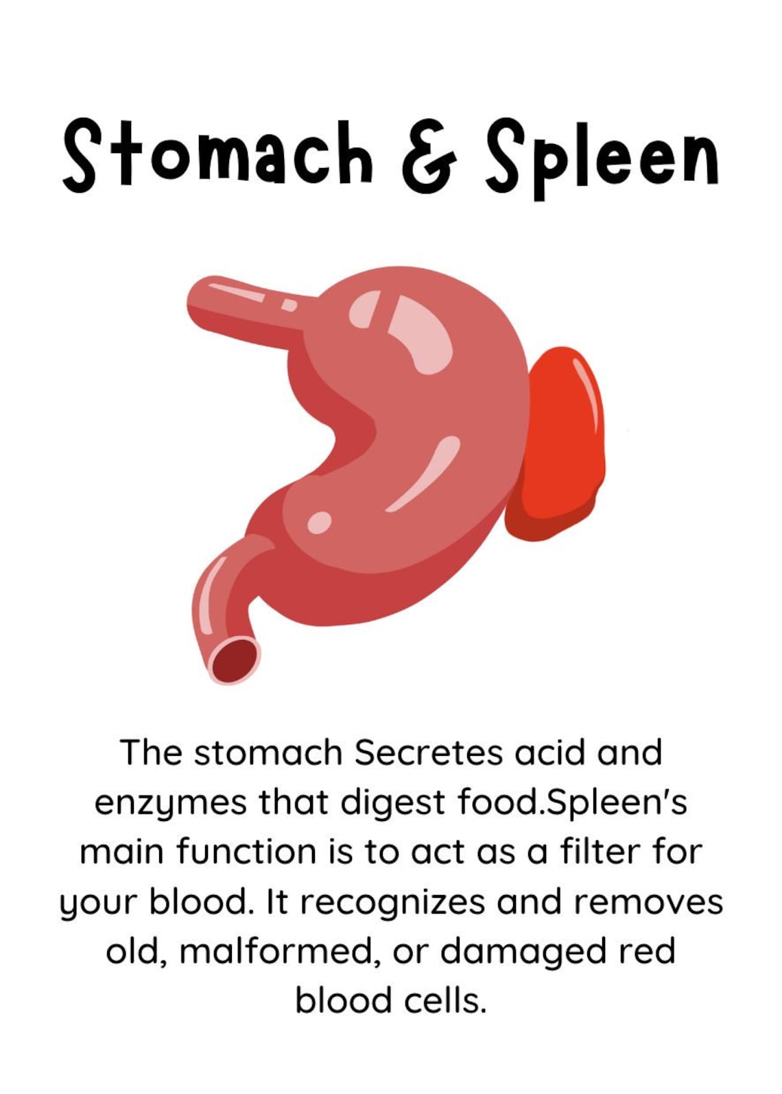 Human Organs Flash Educational Cards Printable PDF JPEG PNG Instant ...