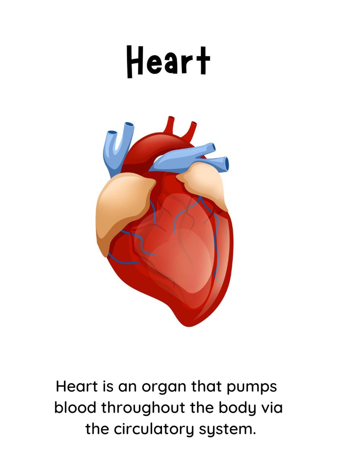 Human Organs Flash Educational Cards Printable PDF JPEG PNG Instant ...